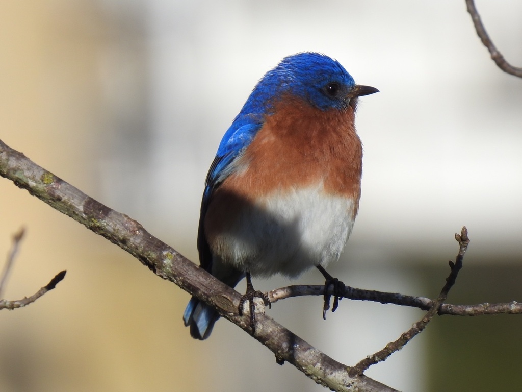 Eastern Bluebird from Blue Eye, MO, US on April 05, 2023 at 06:11 PM by ...