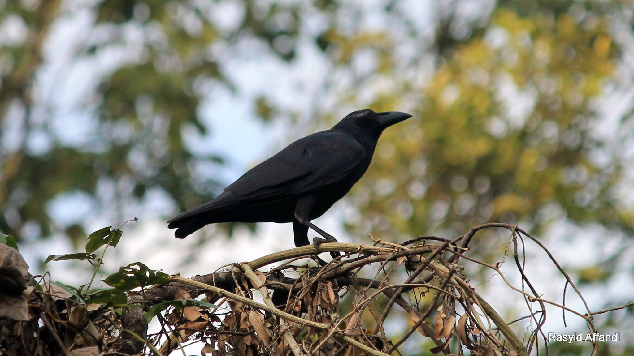 Corvus enca (Horsfield, 1821)
