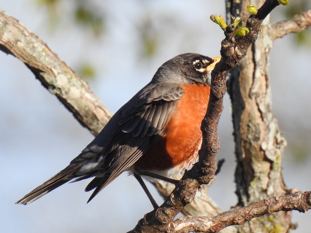 American Robin from Blue Eye, MO, US on April 5, 2023 at 06:12 PM by ...