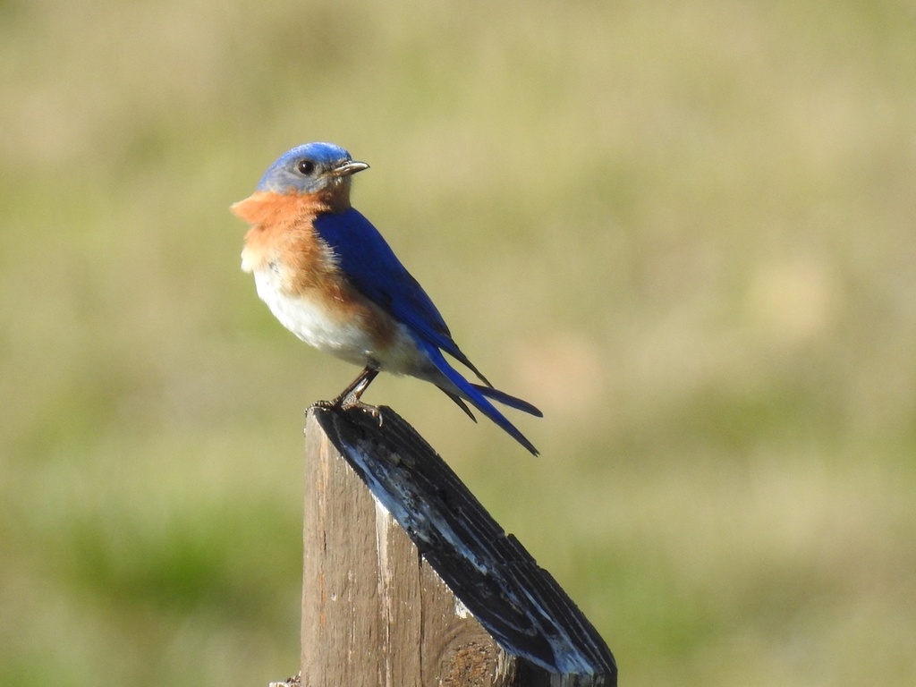 Eastern Bluebird from Belladonna Trail, Branson, MO, US on April 05 ...