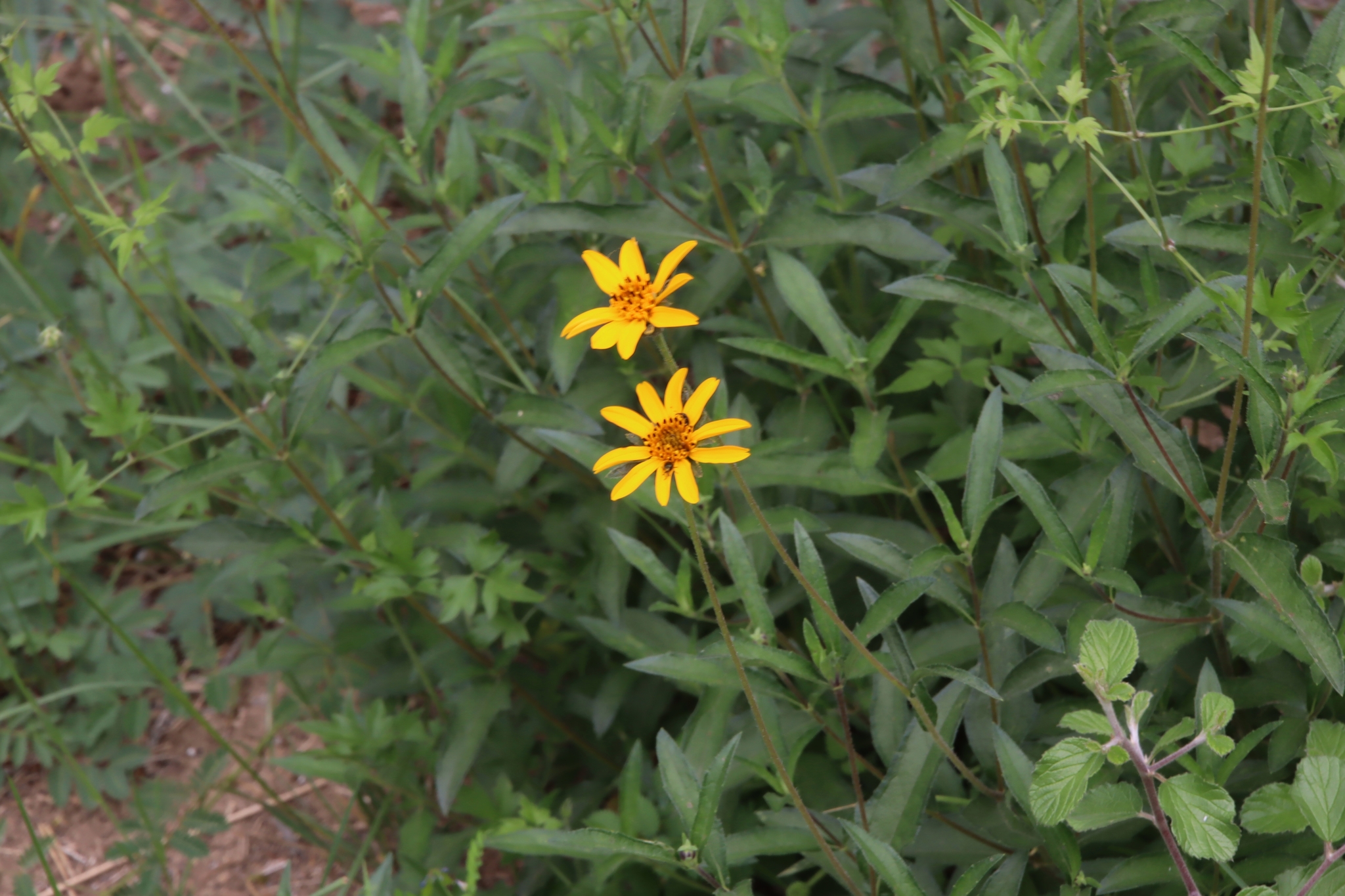 Wedelia acapulcensis var. hispida (Kunth) Strother