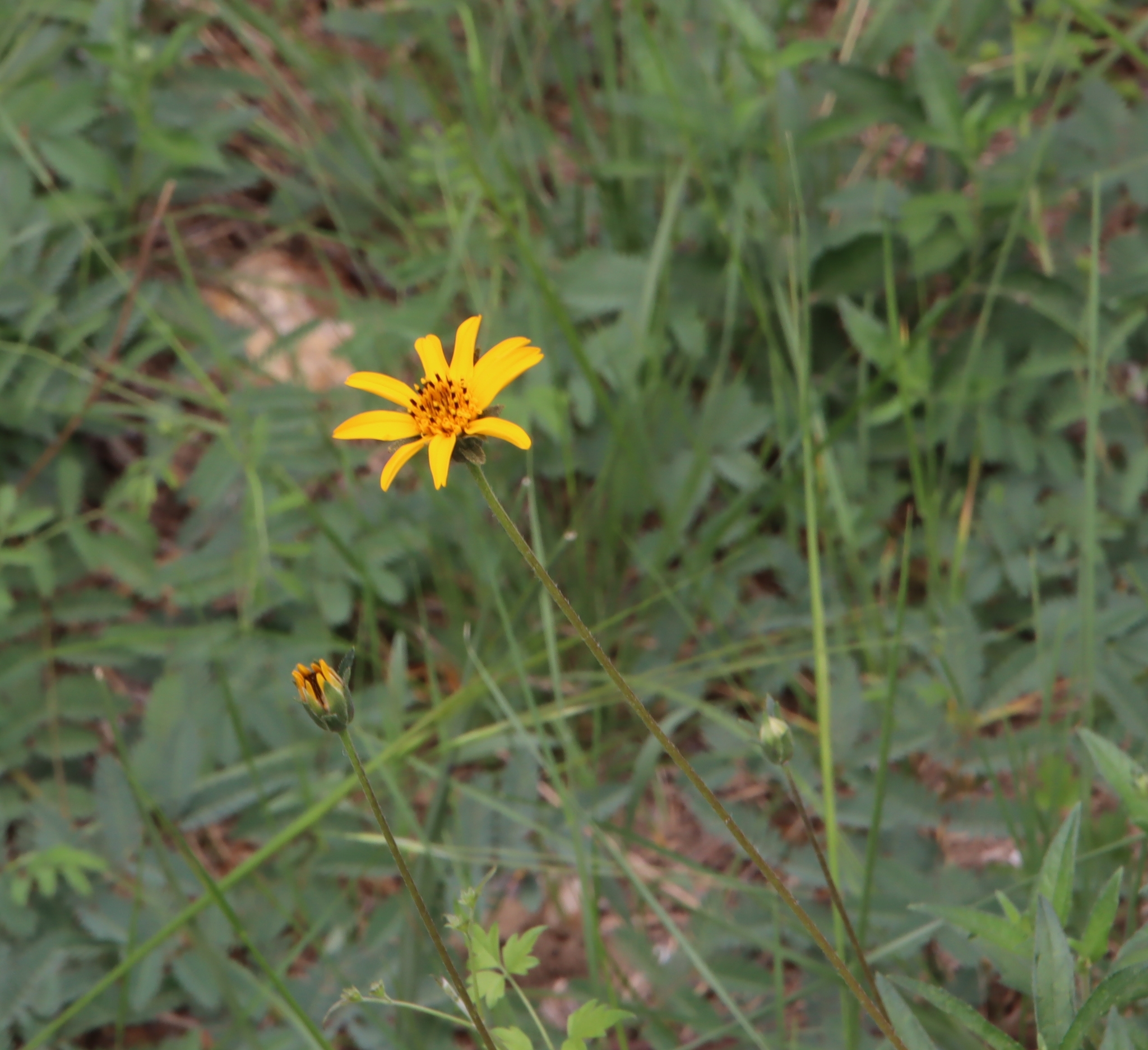 Wedelia acapulcensis var. hispida (Kunth) Strother