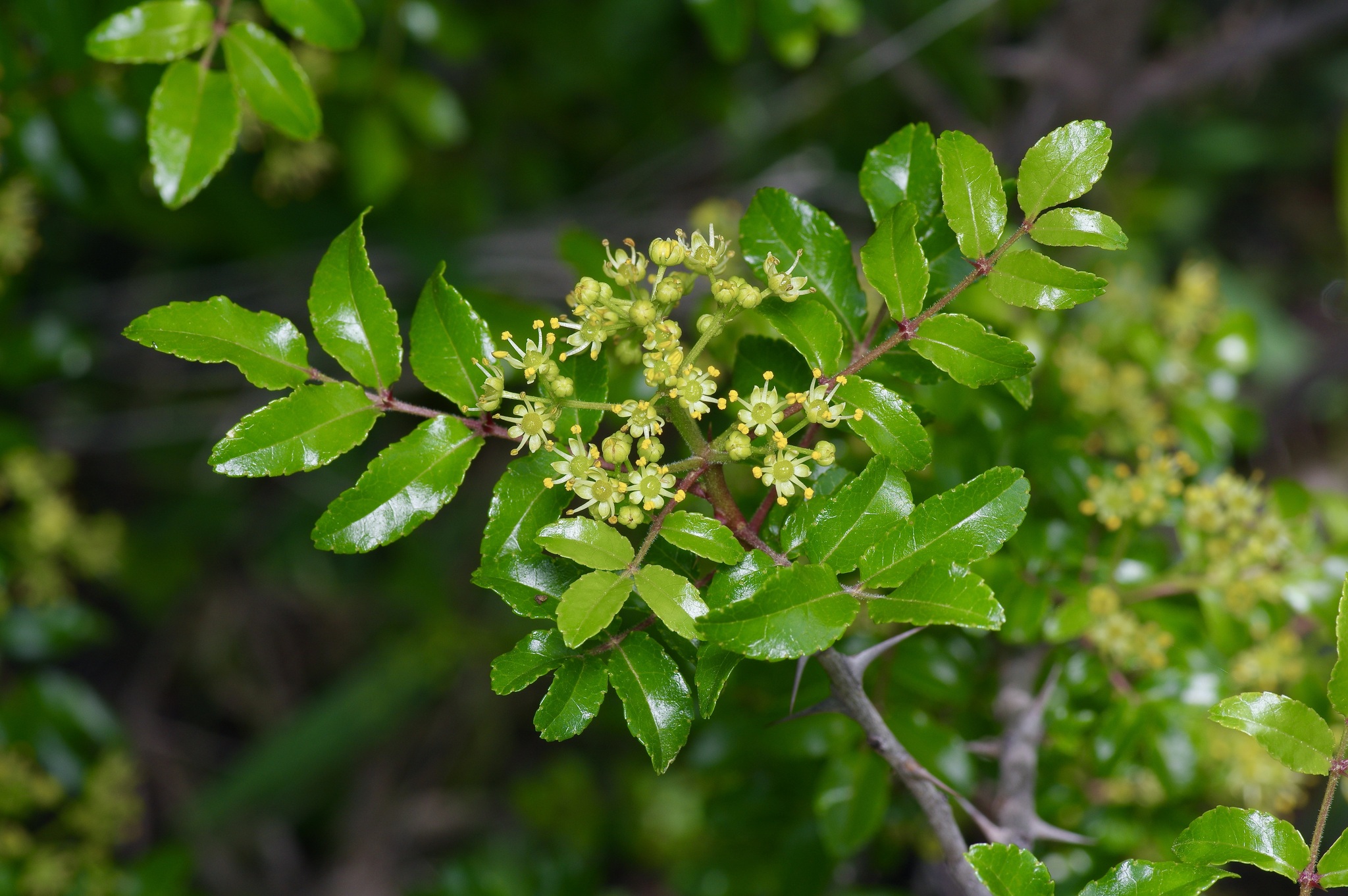 Zanthoxylum clava-herculis subsp. fruticosum (A.Gray) Reynel