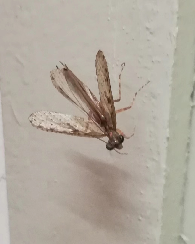 Amorphoscelis from 501 Stirling Rd, 新加坡 148951 on April 5, 2023 at 09: ...