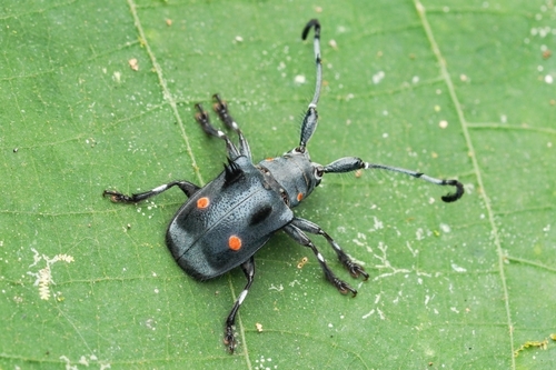 Zelota spathomelina · iNaturalist