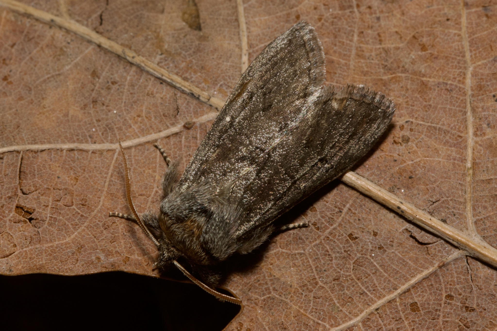 Polyploca Hübner, 1821