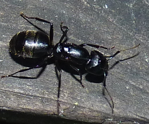 Eastern Black Carpenter Ant from Wildwood, AL 36278, USA on April 5 ...