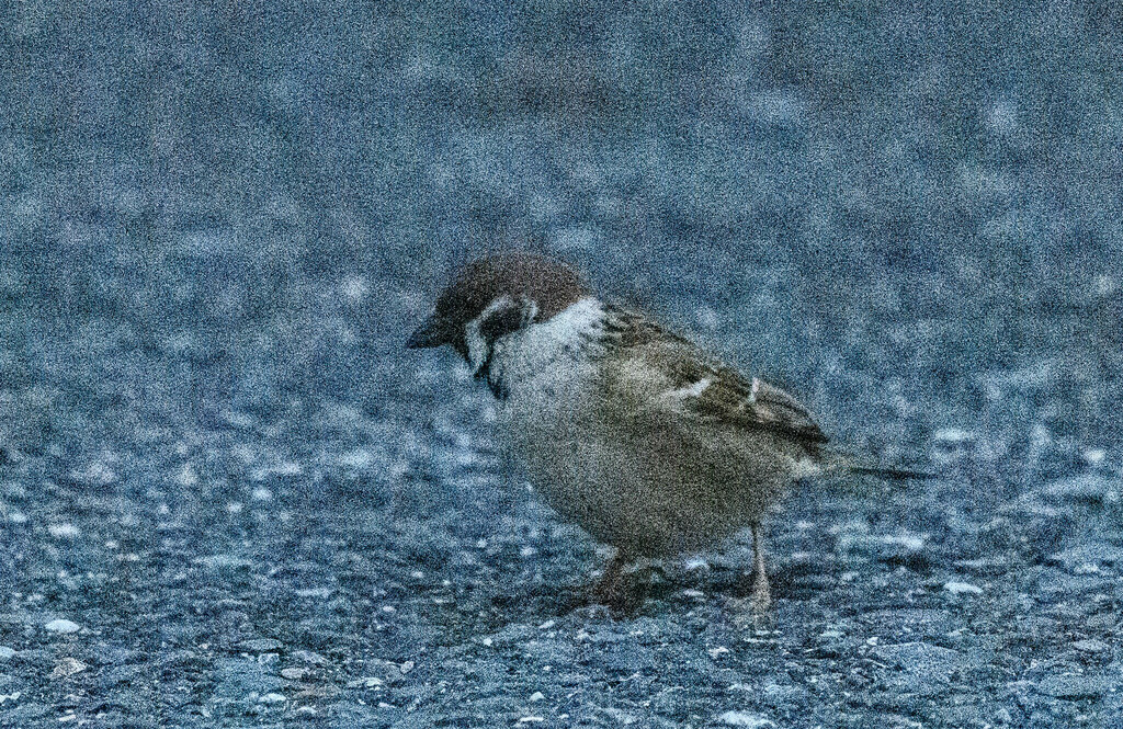 Eurasian Tree Sparrow from Shimogyo Ward, Kyoto, Japan on March 24 ...