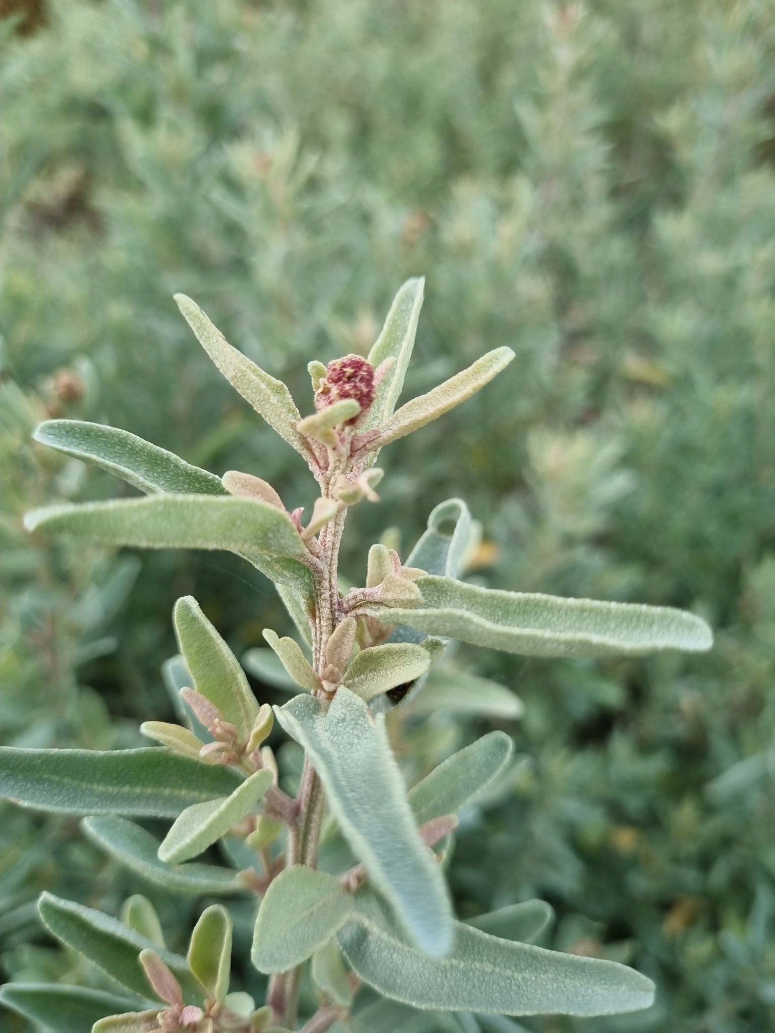 Atriplex cinerea Poir.