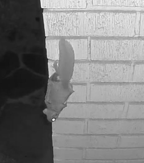 Southern Flying Squirrel from Mercedes Ave, Dallas, TX, US on April 5 ...