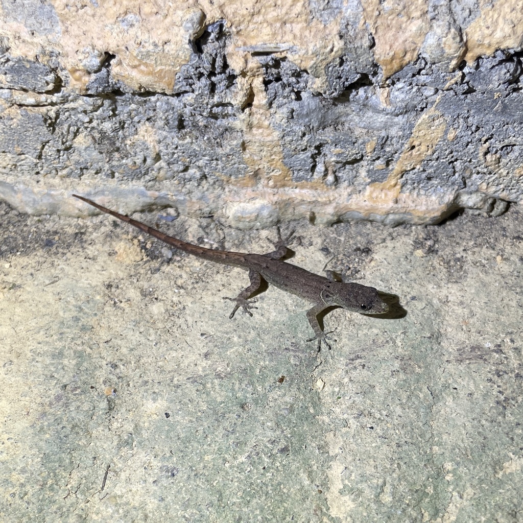 Bridled Forest Gecko from Trinidad, Trinidad and Tobago, TT on March 23 ...