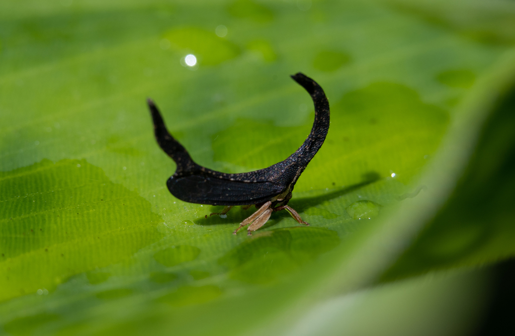 Cladonota apicalis from 3 de Mayo, Xalapa-Enríquez, Ver., Mexico on ...