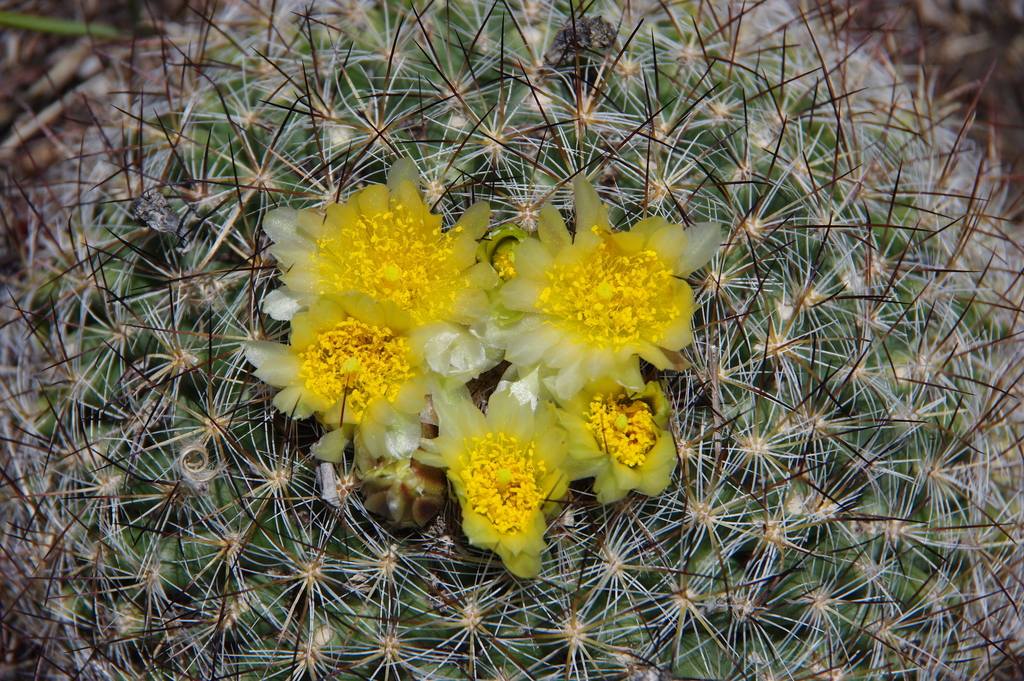 Mountain Ball Cactus from Box Elder County, UT, USA on June 02, 2022 at ...
