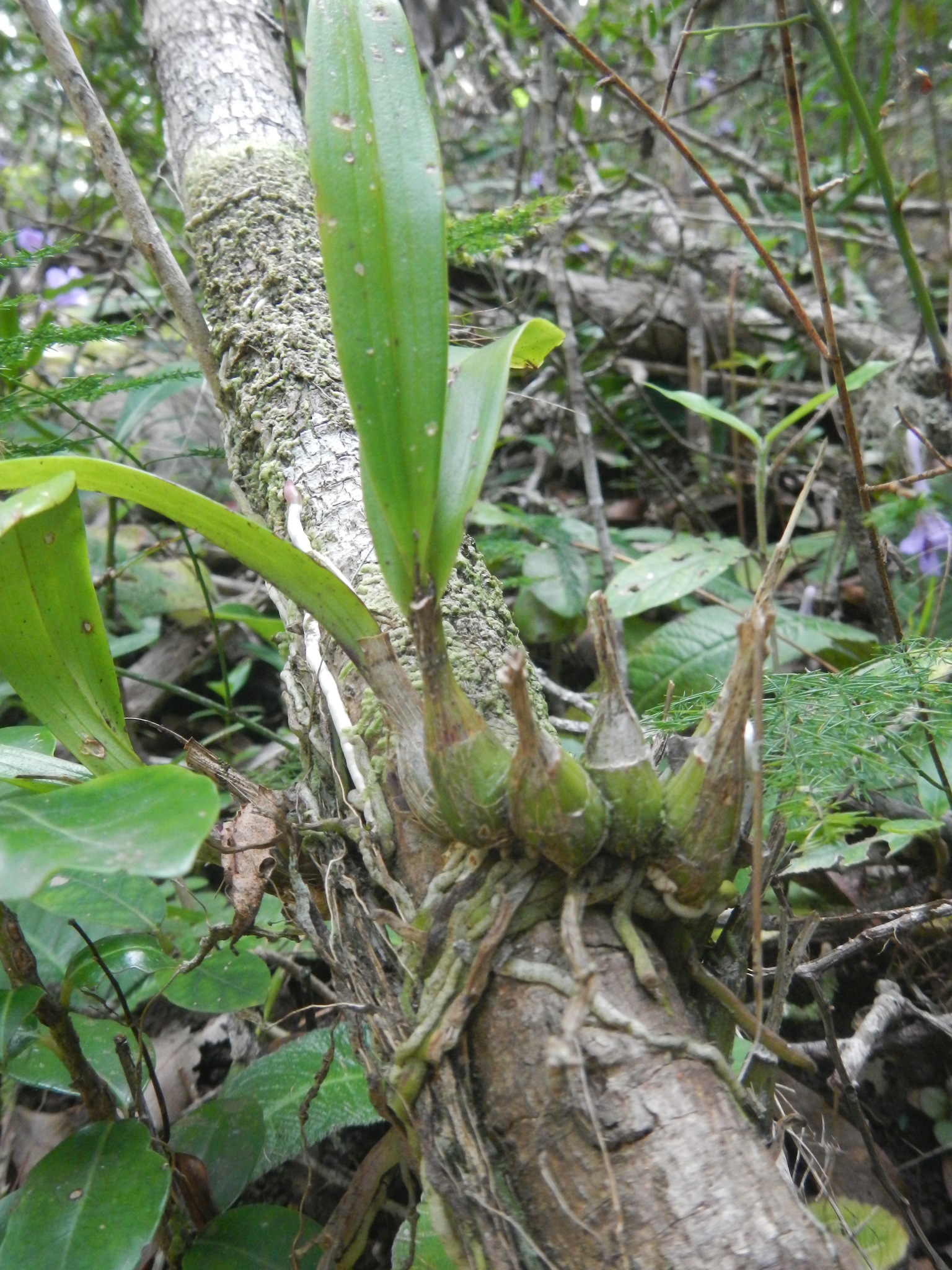 Polystachya pubescens (Lindl.) Rchb.f.