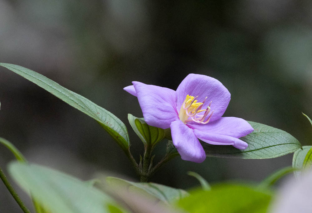 Melastoma malabathricum L.