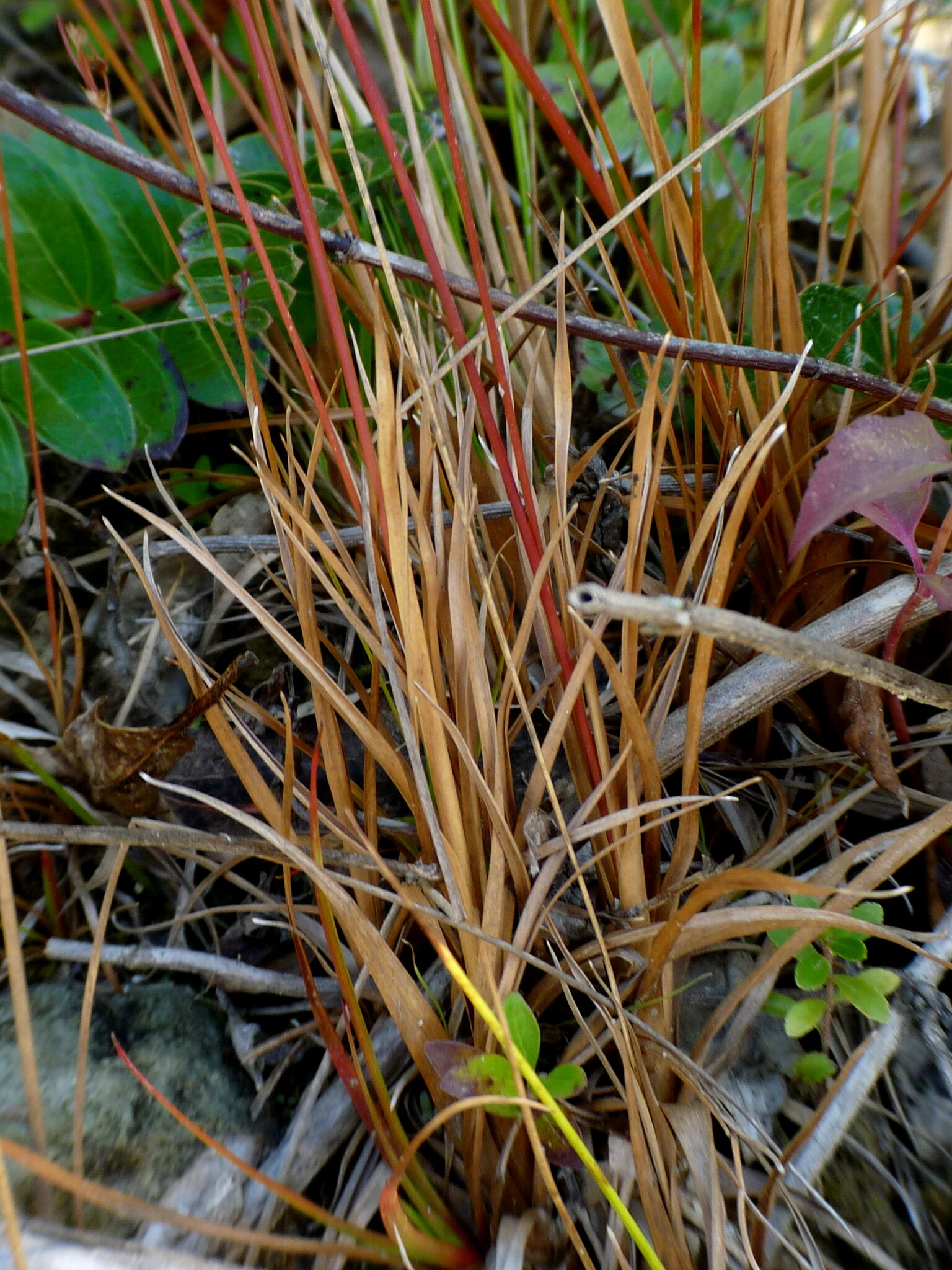 Juncus planifolius R.Br.