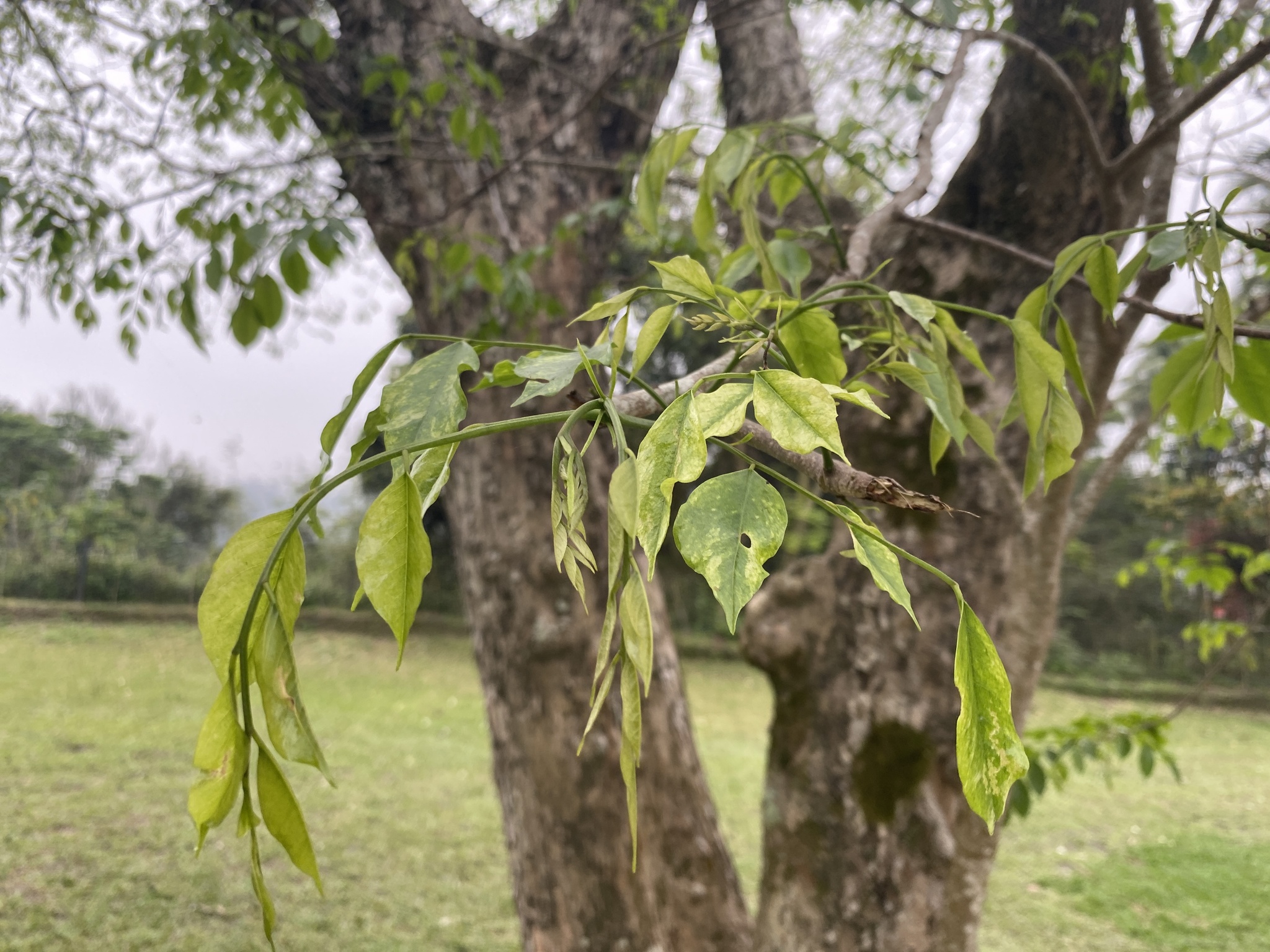Fraxinus griffithii C.B.Clarke
