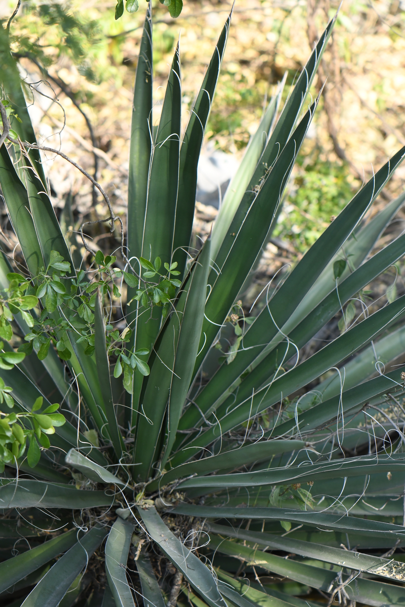Yucca filifera Chabaud