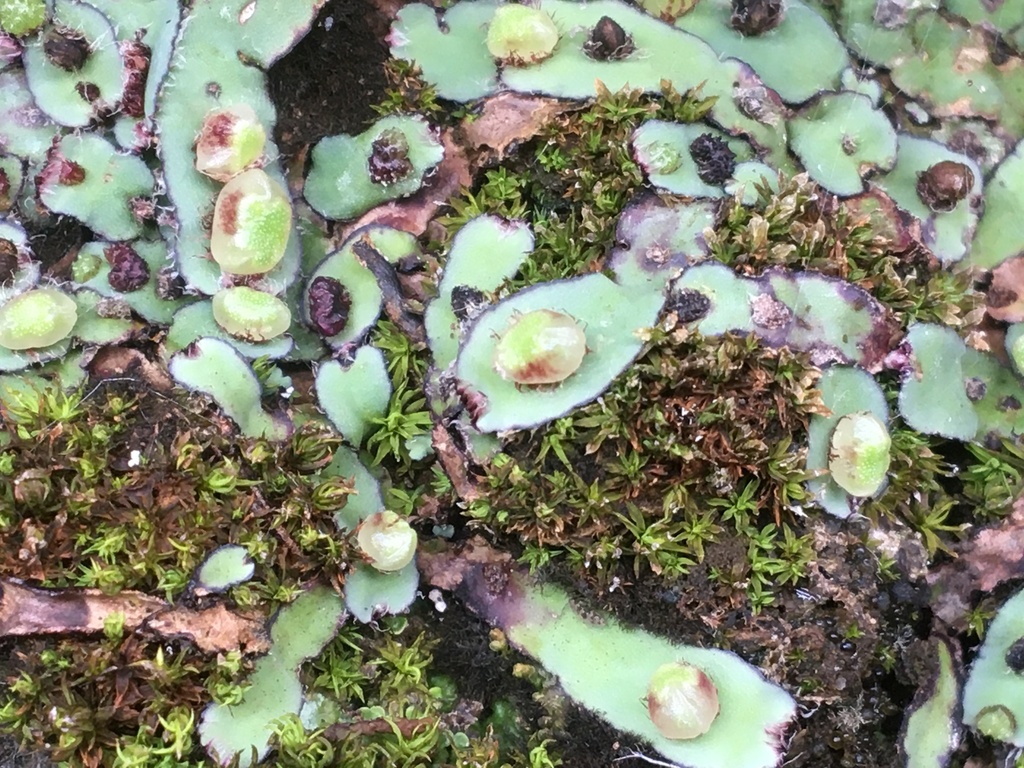 Complex thallose liverworts in March 2022 by chrisjgvn · iNaturalist