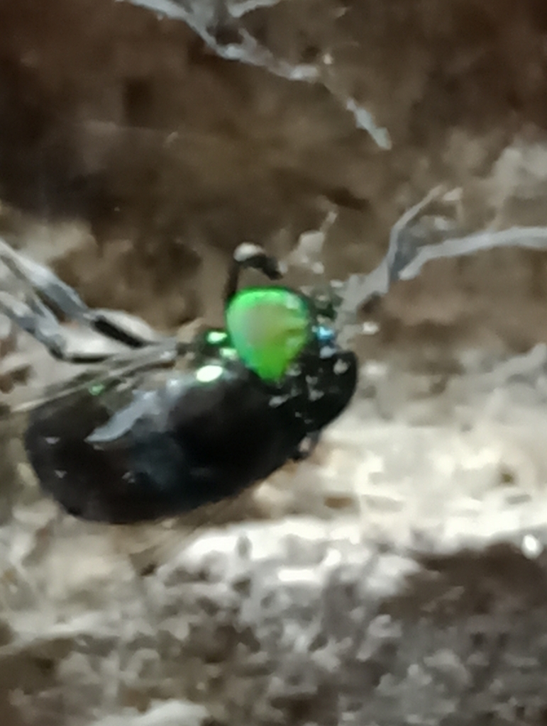 Green Jewel Fly from n.a339, UY-MA, UY on April 6, 2023 at 02:51 AM by ...