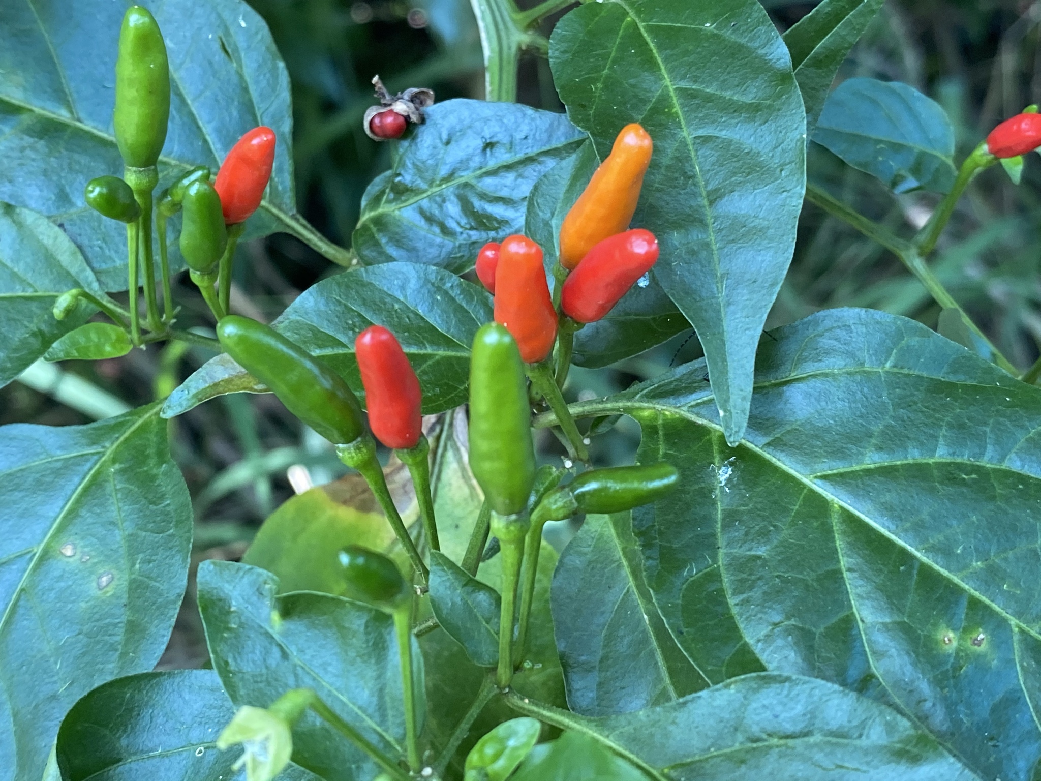 Capsicum annuum L.