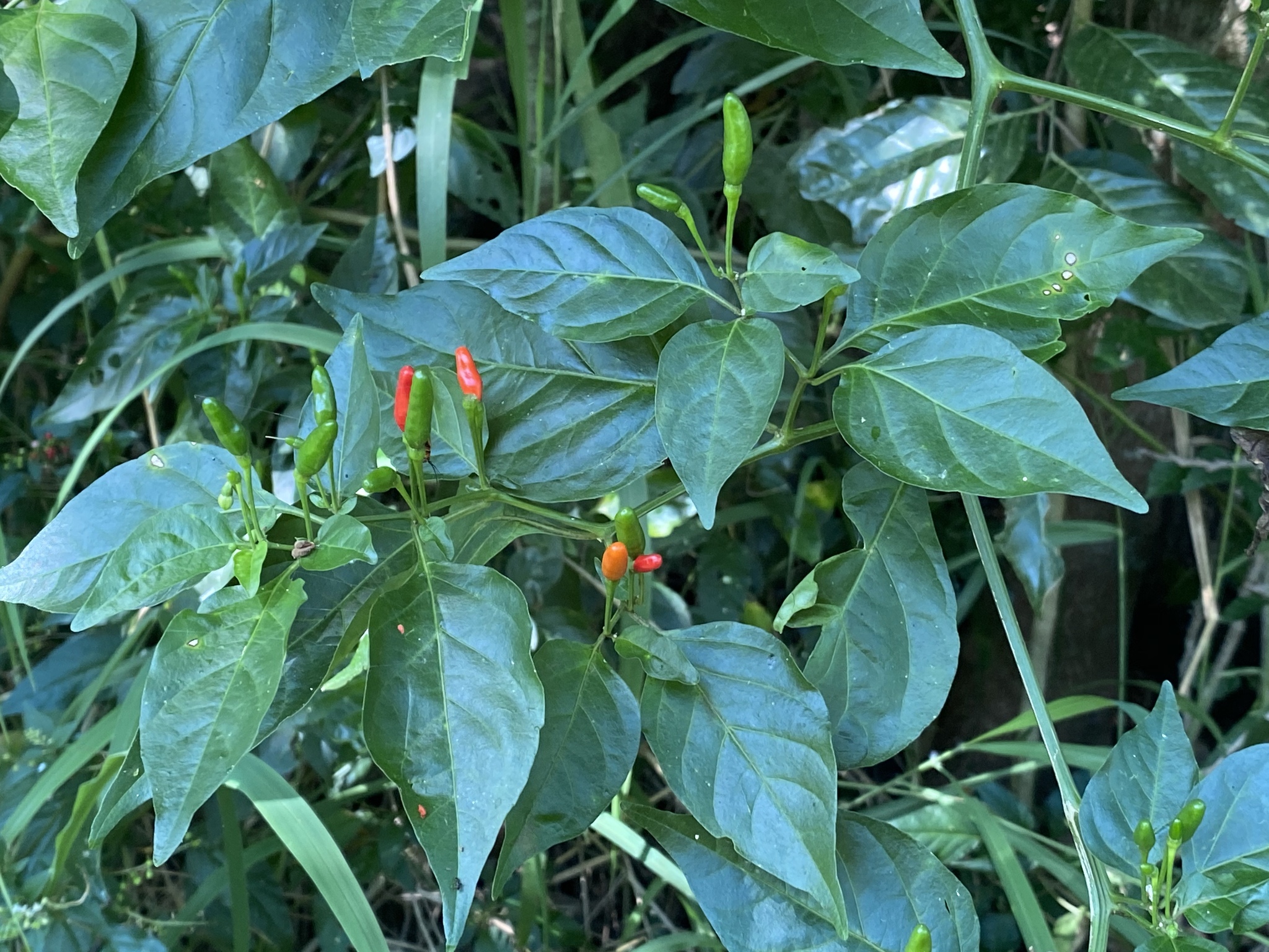 Capsicum annuum L.