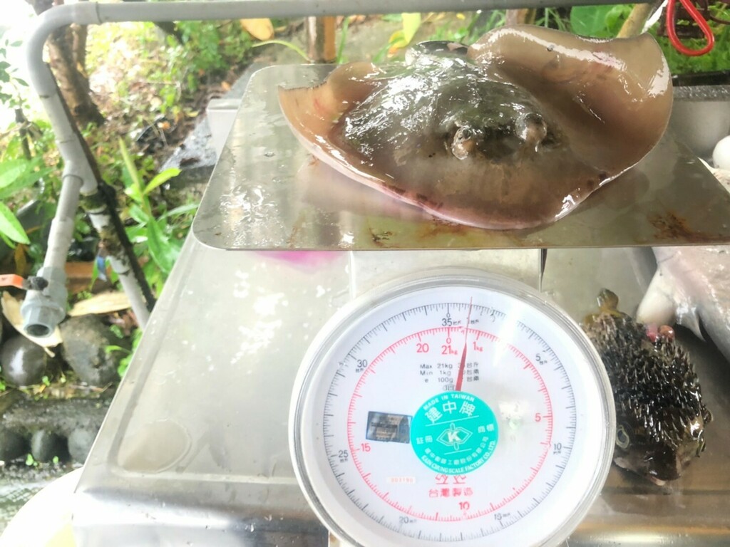 Neotrygon varidens from Hualien, TW-TA, TW on June 7, 2022 at 02:02 PM ...