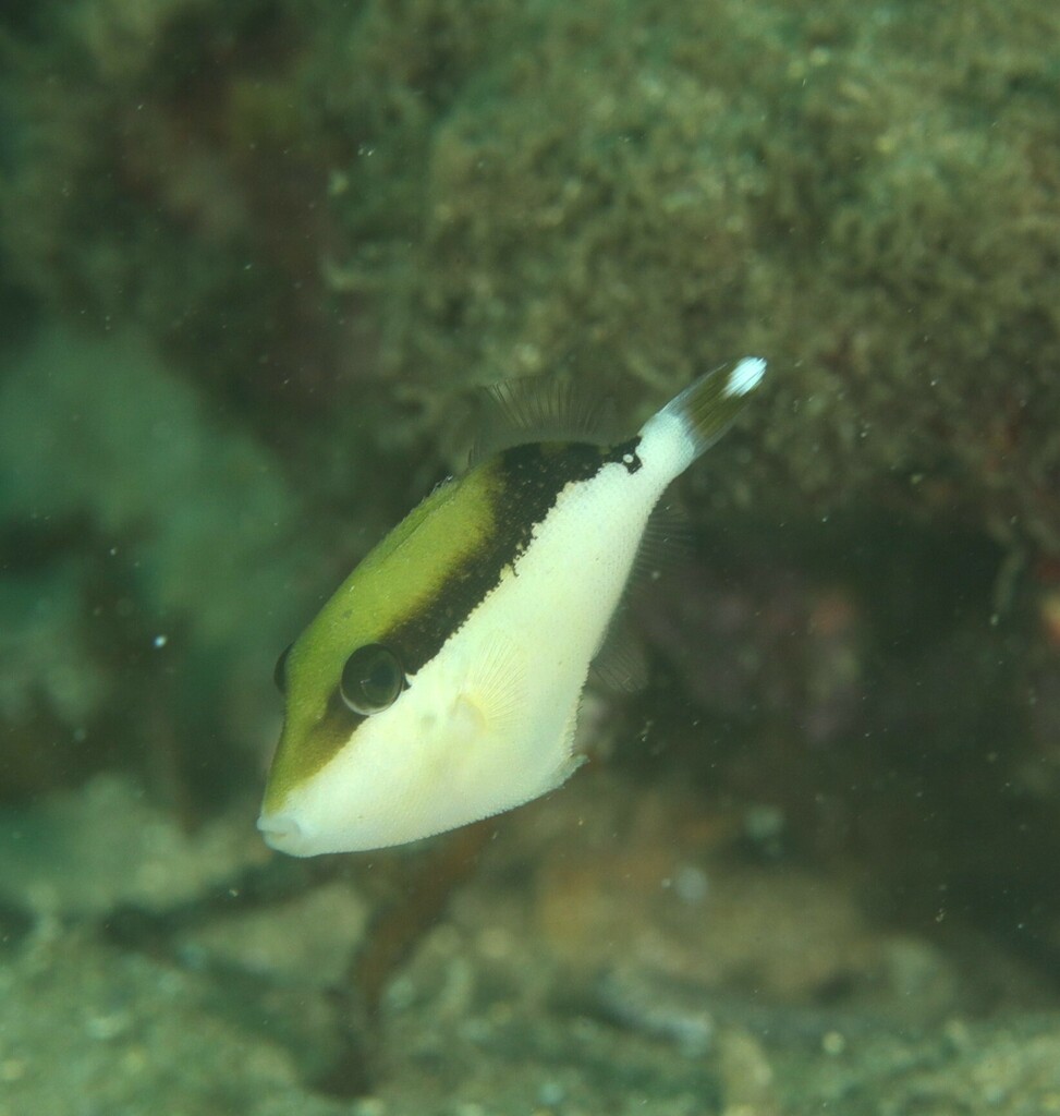 Flagtail Triggerfish from 1 Bower Ln, Manly NSW 2095, Australia on ...