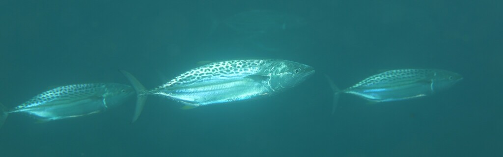 Leaping Bonito from 1 Bower Ln, Manly NSW 2095, Australia on April 06 ...