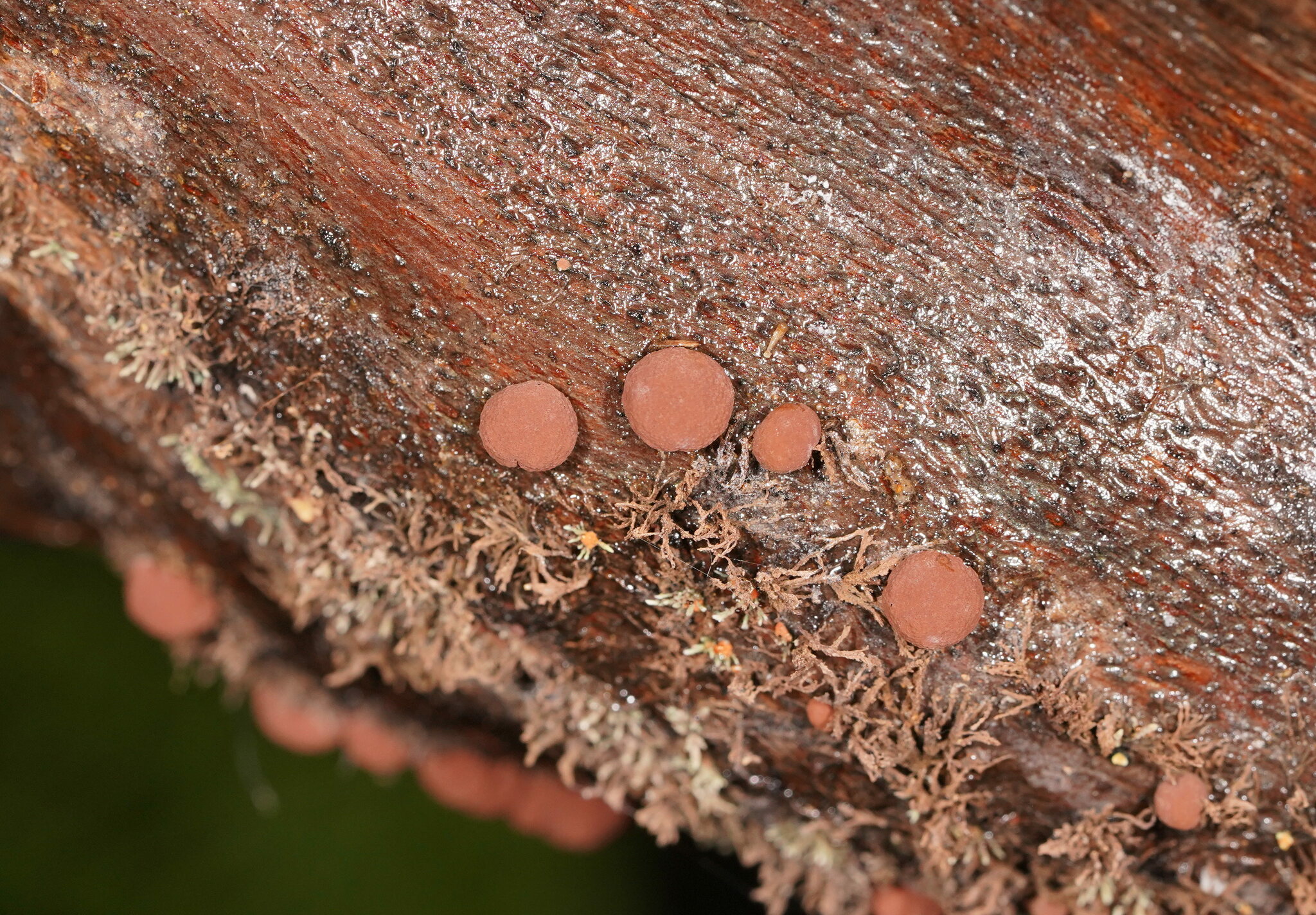 Hypoxylon howeanum Peck