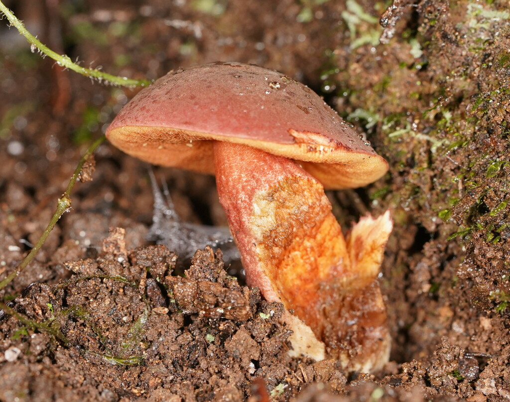 boletes from Balook VIC 3971, Australia on April 01, 2023 at 12:46 PM ...