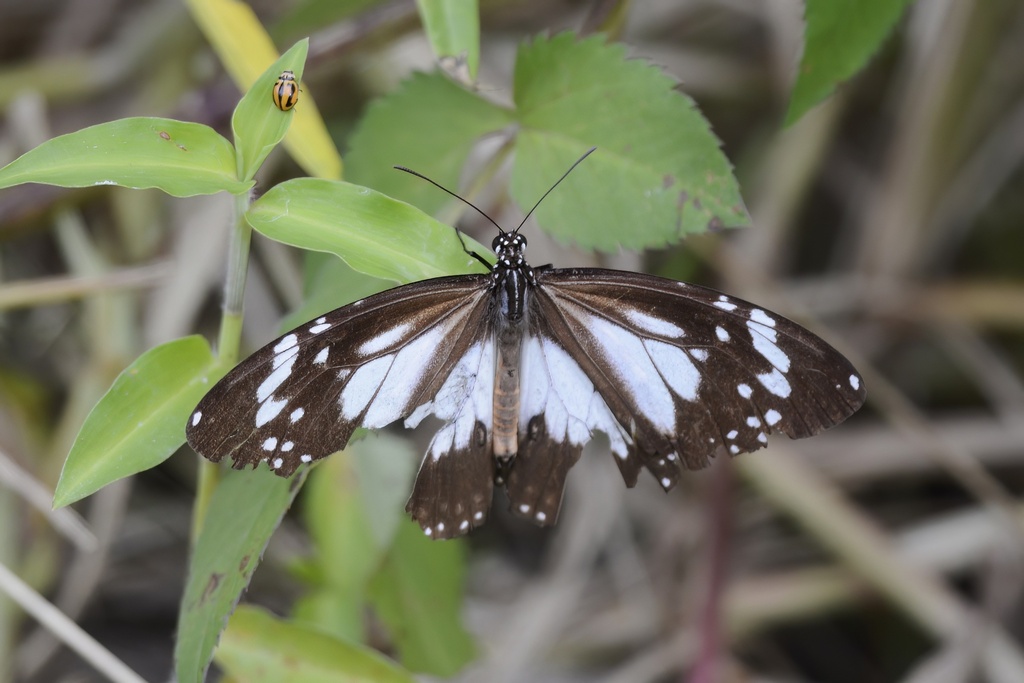 Swamp Tiger Butterfly in April 2023 by Nathan Ruser · iNaturalist