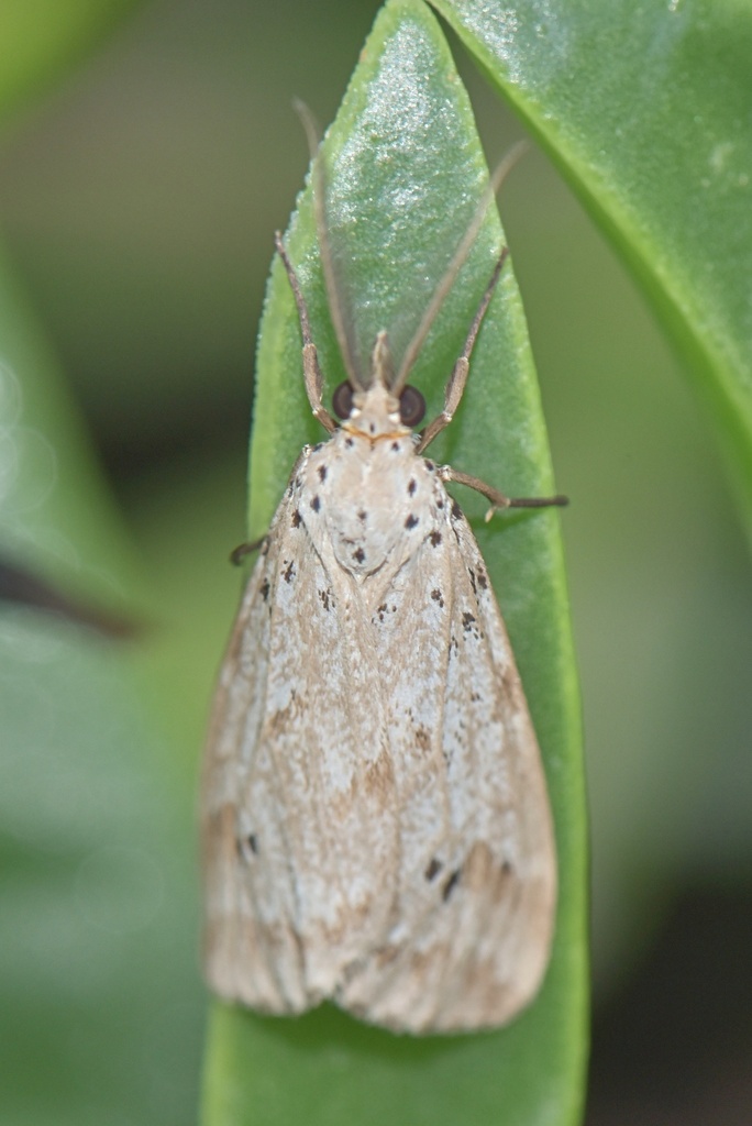 Cape Ivy Moth from Olivedale, Randburg, 2158, South Africa on April 6 ...