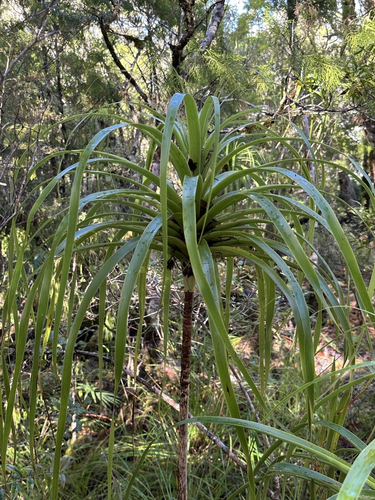 mountain neinei from Te Waipounamu/South Island, Westport, West Coast ...