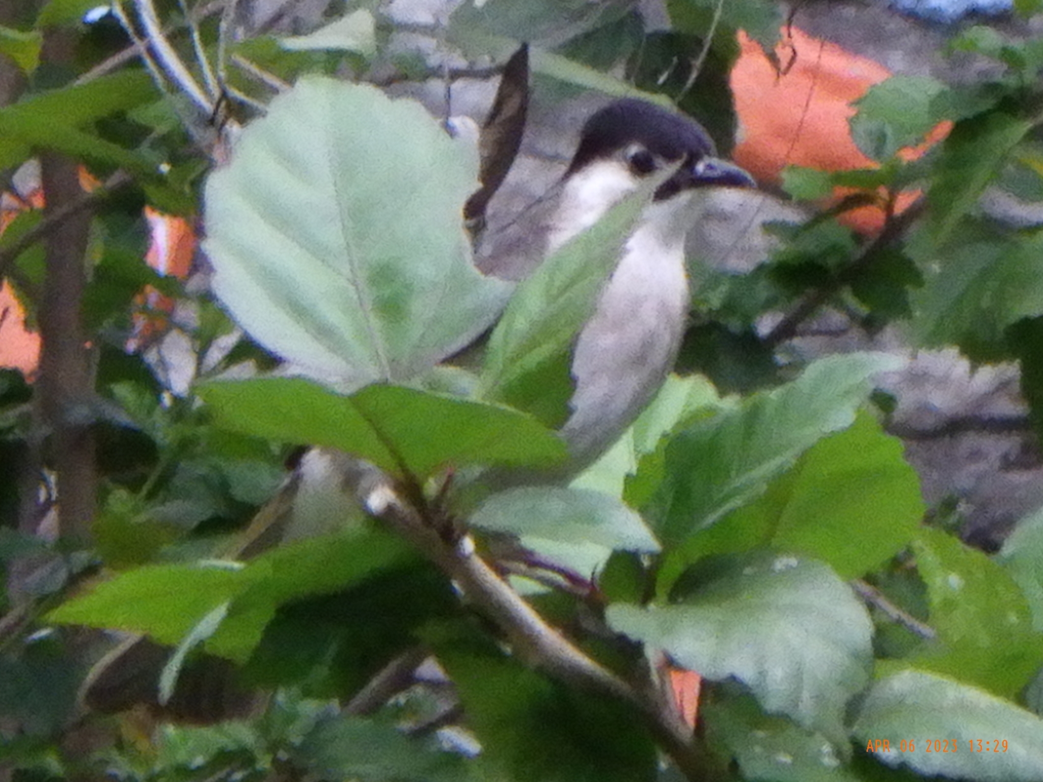 Pycnonotus taivanus Styan, 1893