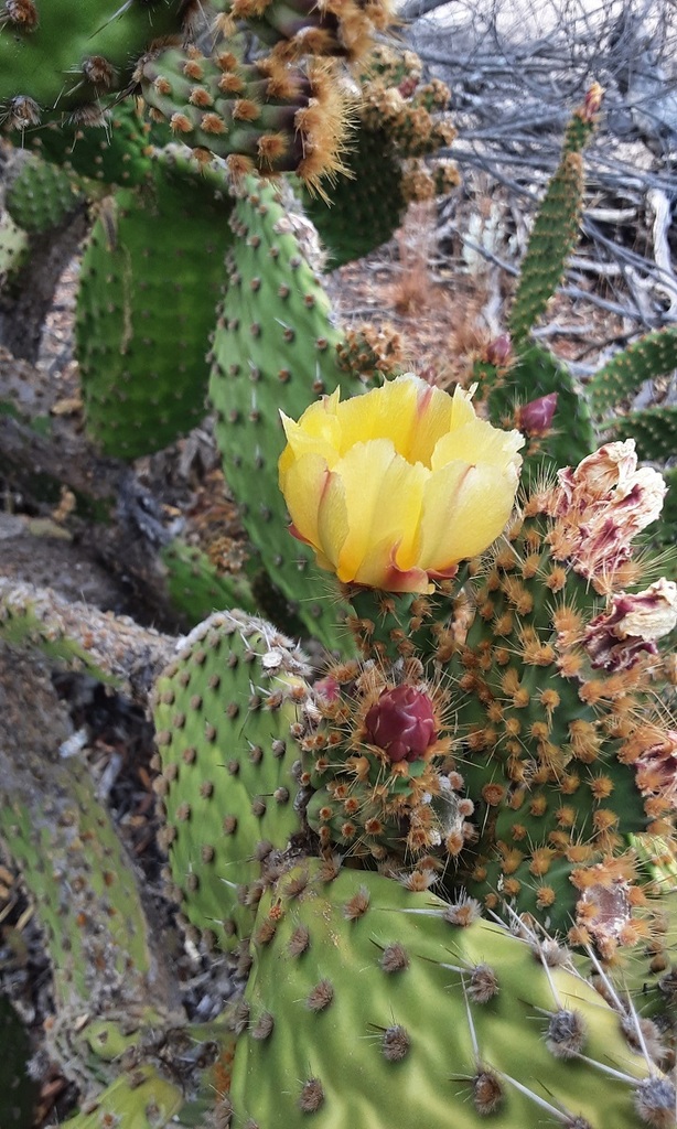 Opuntia stricta from Eucla WA 6443, Australia on March 04, 2023 at 07: ...