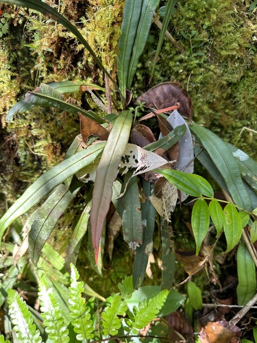 Syngramma borneensis · iNaturalist