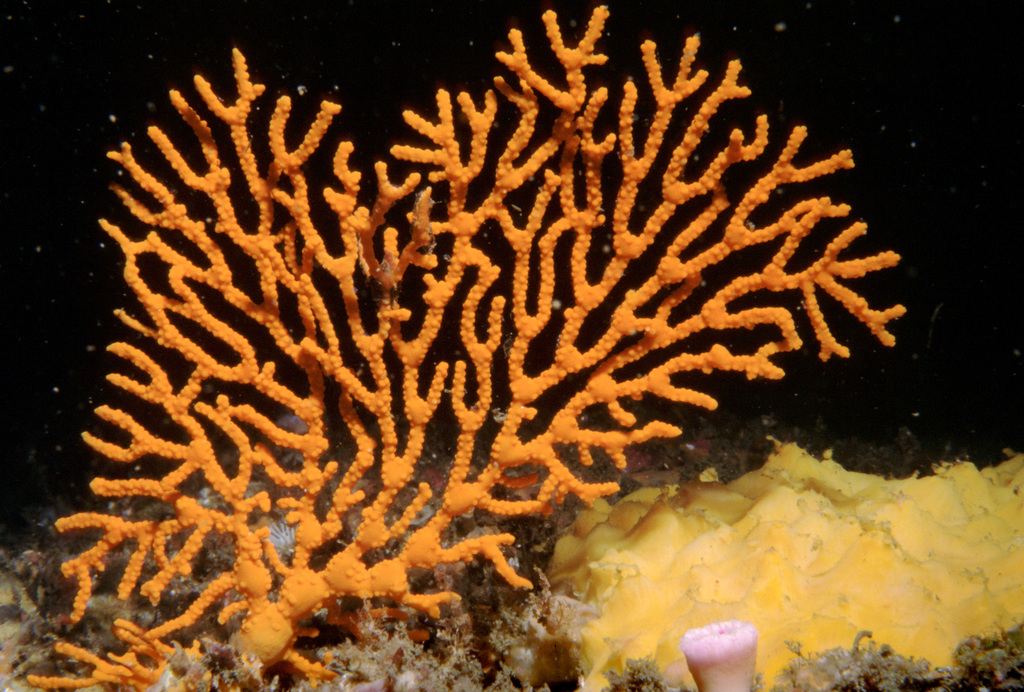 Melithaea zimmeri (Marine invertebrates of Randwick costal area: Coogee ...