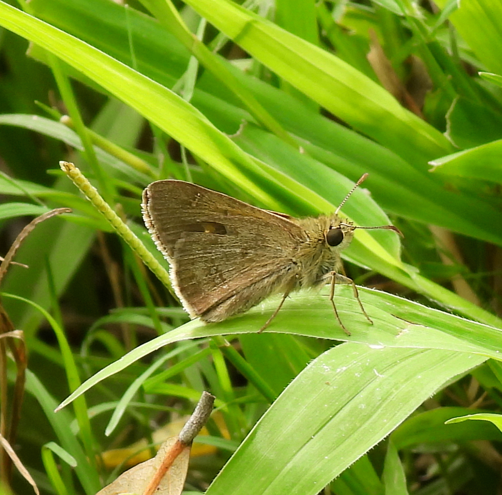 Large Dingy Skipper from Samsonvale QLD 4520, Australia on April 06 ...