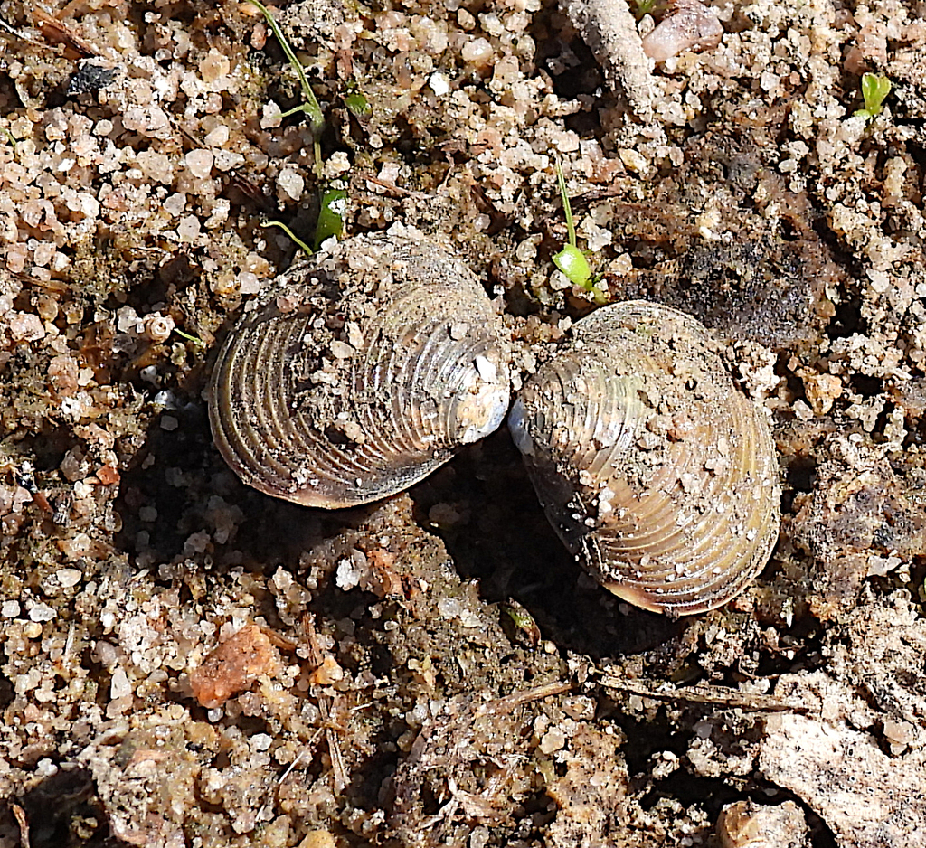 Corbicula australis from Samsonvale QLD 4520, Australia on April 06 ...