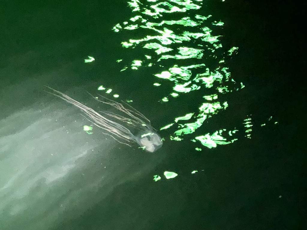 Chirodropida from เกาะมันใน, klaeng, TH on April 5, 2023 at 08:25 PM by ...