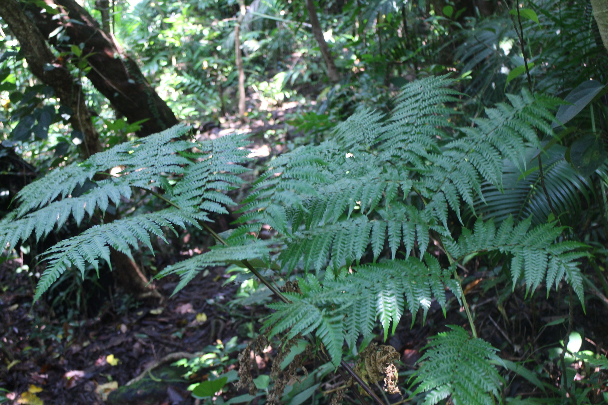 Alsophila fenicis (Copel.) C.Chr.