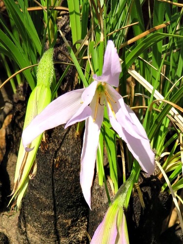 variedad Xerophyta retinervis retinervis · iNaturalist Ecuador