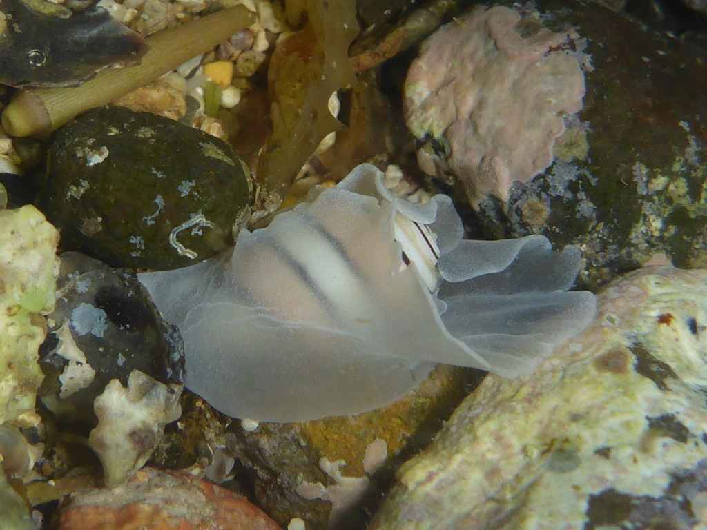 Pink Bubble Snail from Napili-Honokowai, HI, USA on April 5, 2023 at 09 ...