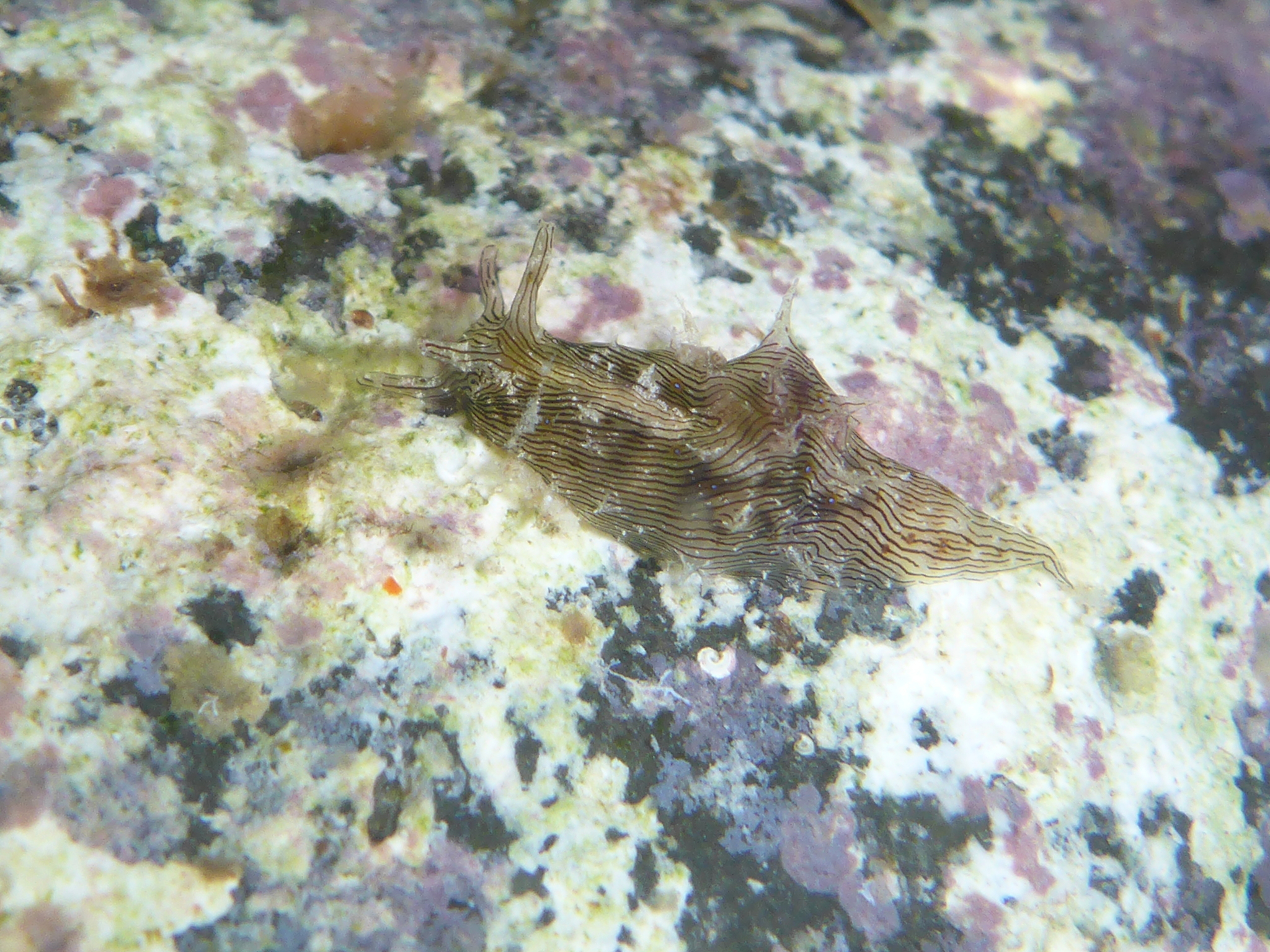 Stylocheilus Gould, 1852