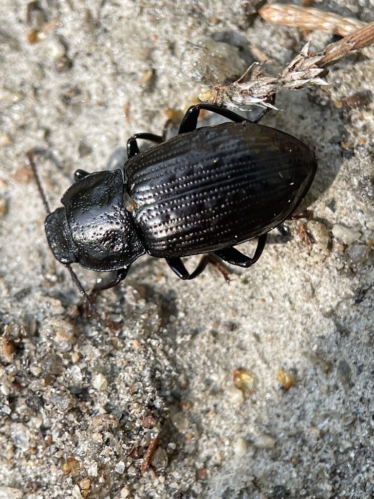 Adelium pustulosum from Boundary Tk E, Frankston South, VIC, AU on ...