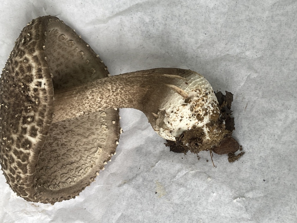 Amanita Sect. Lepidella from Bhogateni, Letang 56600, Nepal on June 10 ...