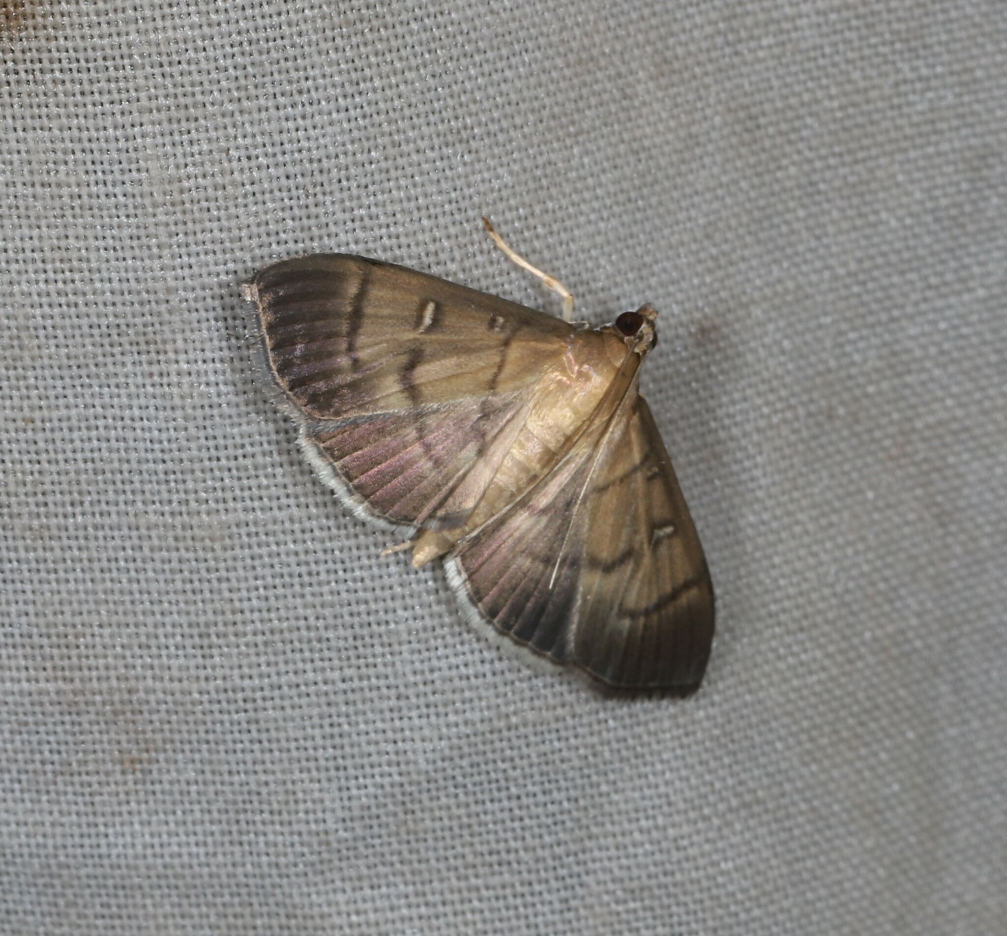 Pramadea Moore, 1888