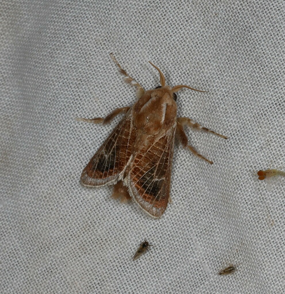 Mottled Cup Moth from Mission River QLD 4874, Australia on April 01 ...