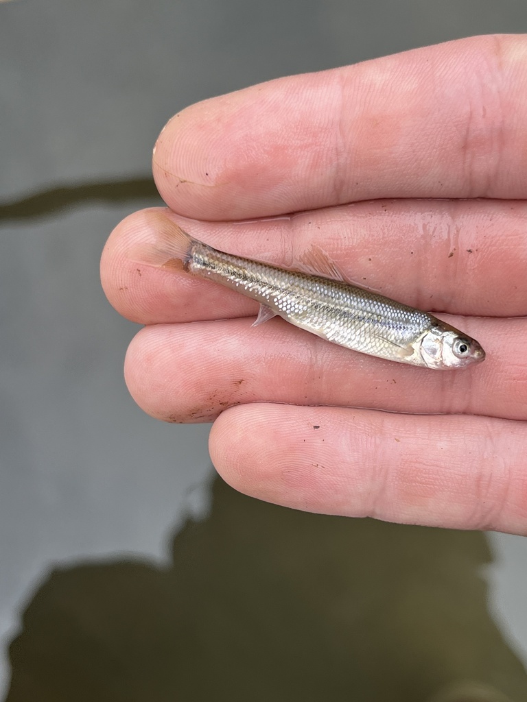 True Minnows from Tennis Court Ln, Allison Park, PA, US on April 5 ...